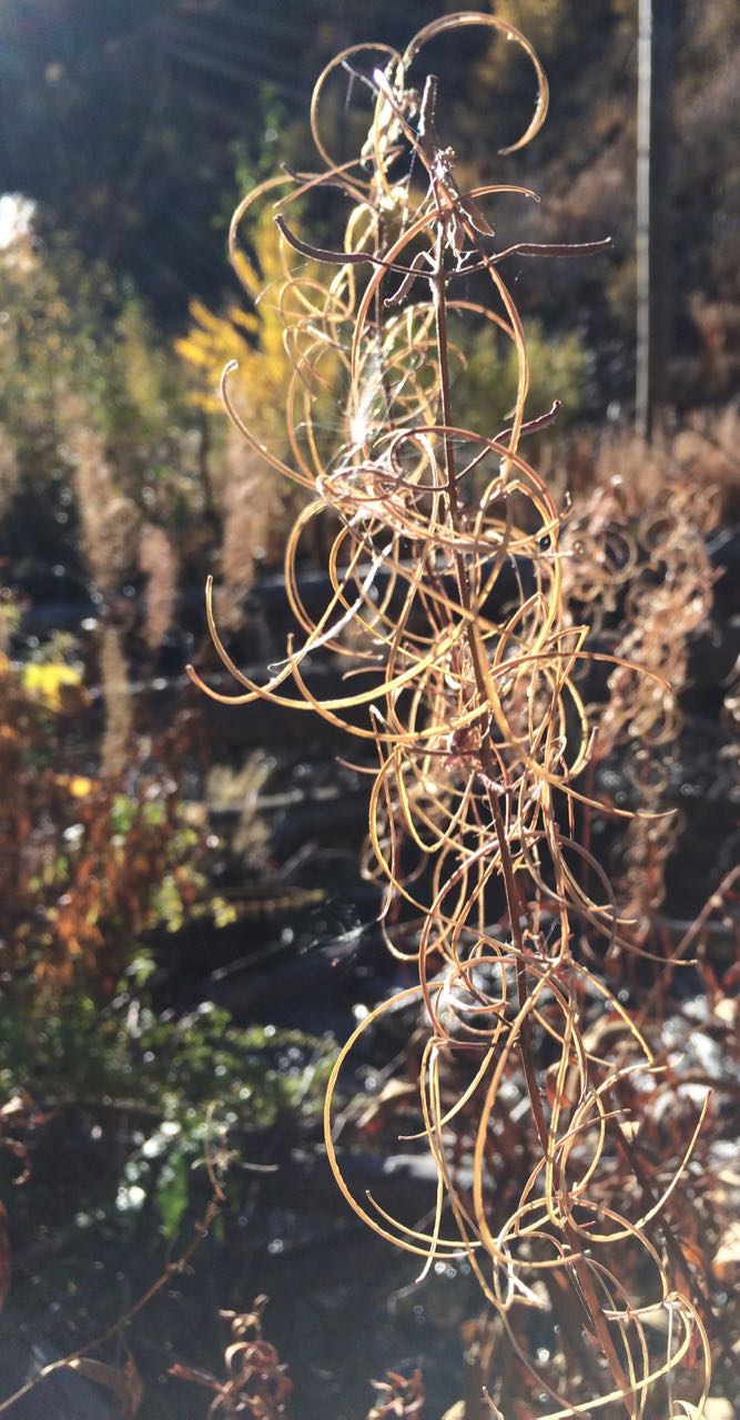 Fireweed: Of Seeds and Circles of Life – Kingfisher Journey- Marina Richie