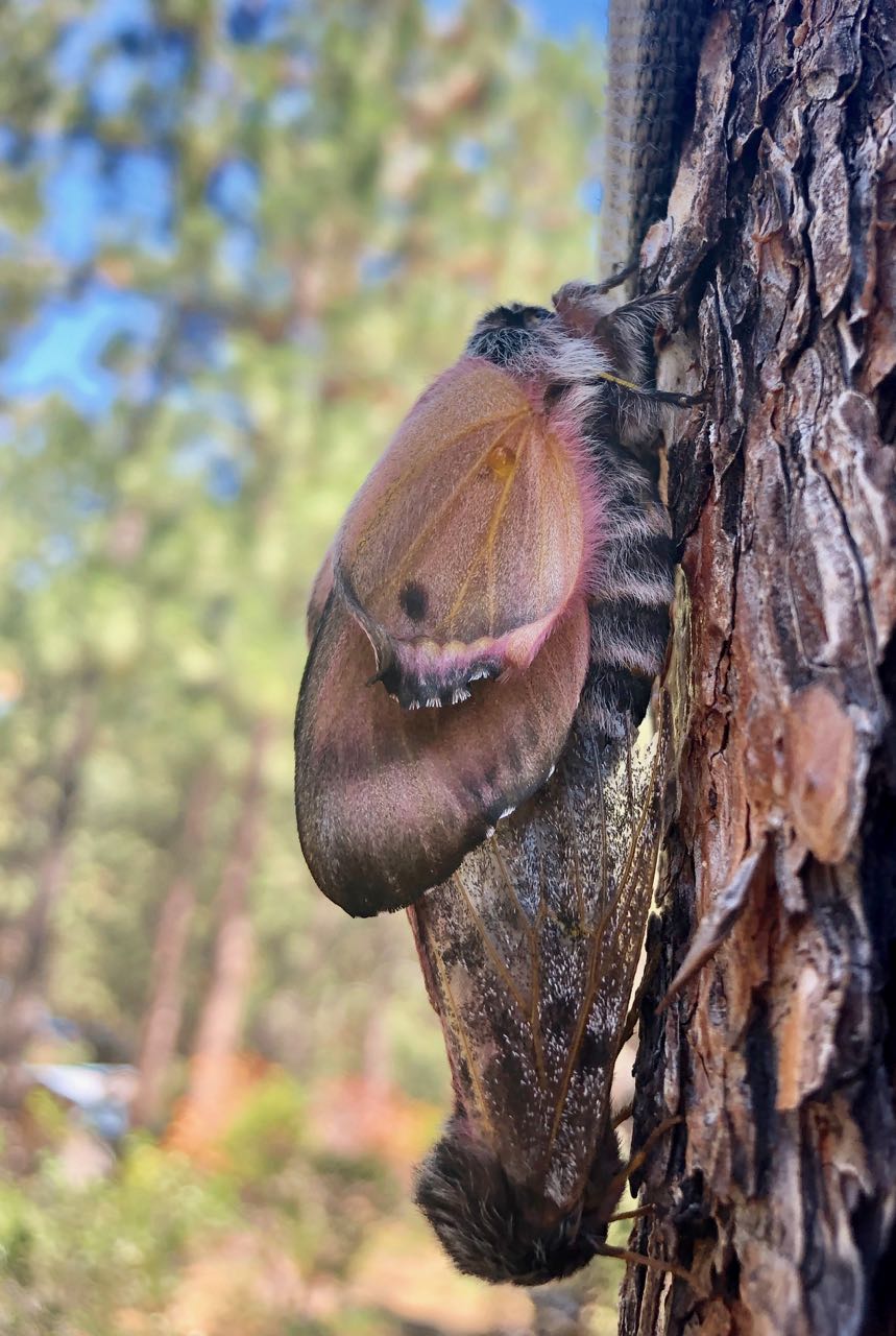 Pandora Moth Date Night – Kingfisher Journey- Marina Richie