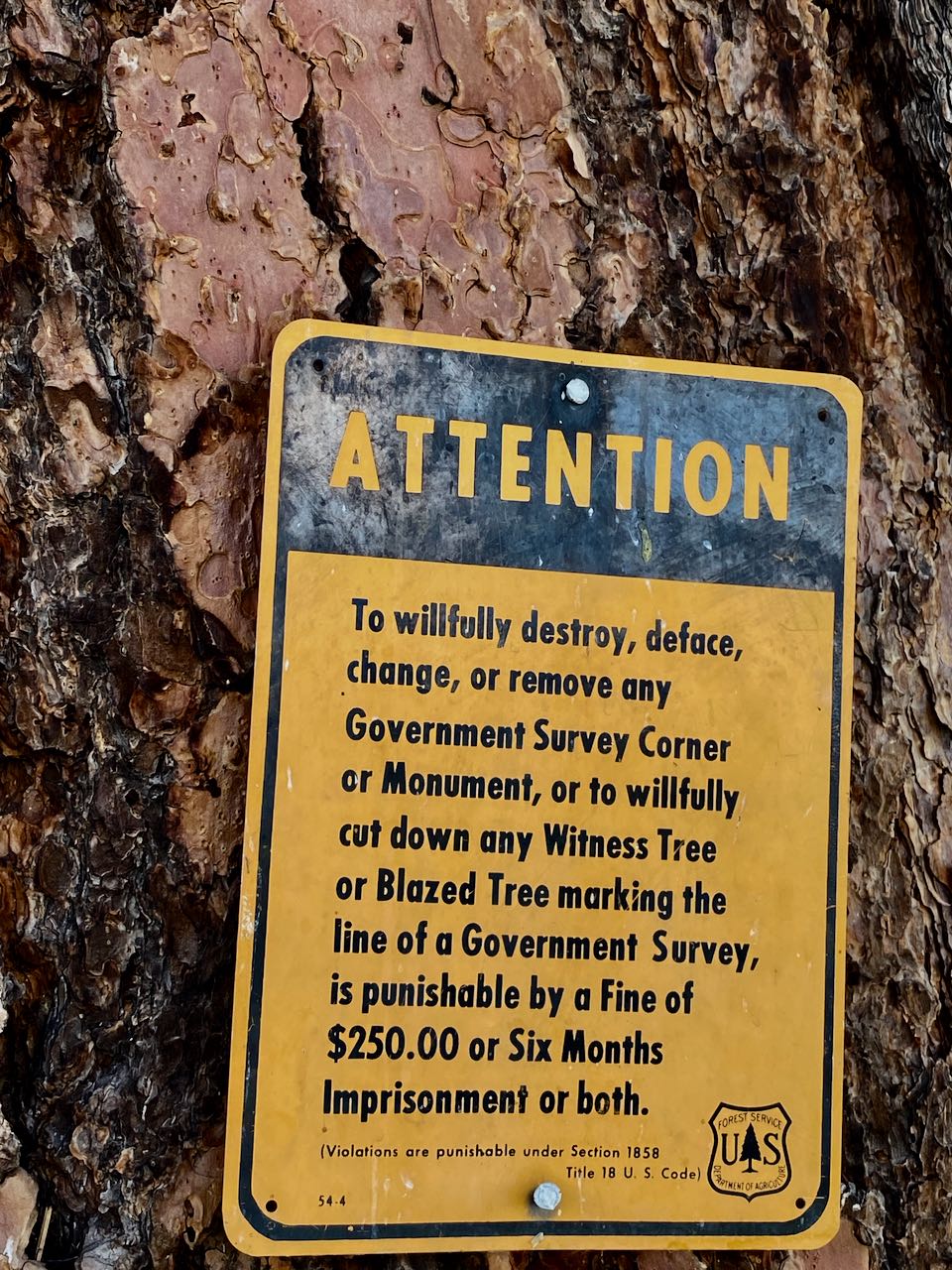 Witness Tree – Kingfisher Journey- Marina Richie