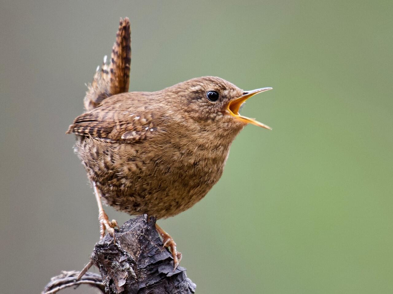 Pacific Wren: Virtuoso of Spring in the Ancient Forest – Kingfisher ...