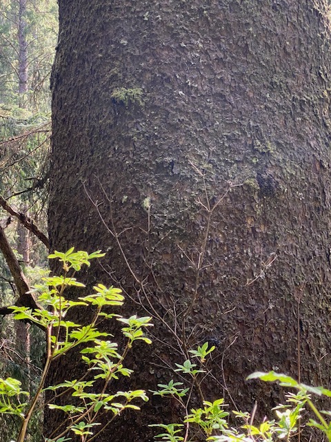 big-spruce – Kingfisher Journey- Marina Richie