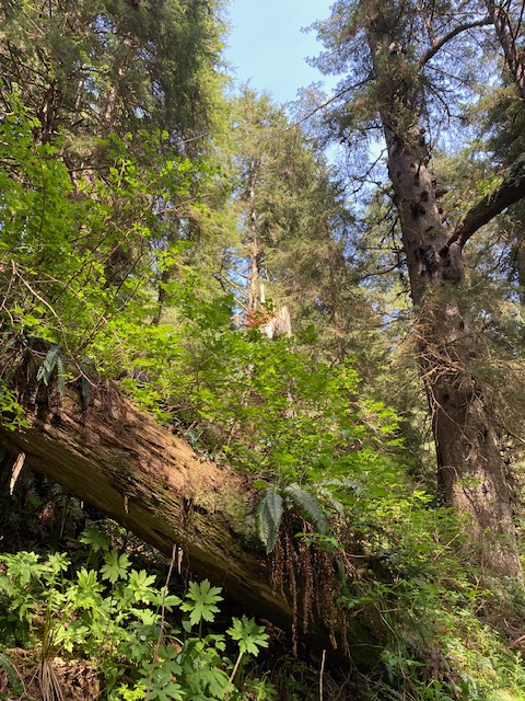 nurse-tree-1 – Kingfisher Journey- Marina Richie