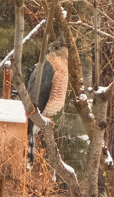 A Carousel of Pygmy Nuthatches – Kingfisher Journey- Marina Richie