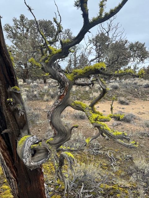 Wisdom of Ancient Western Junipers – Kingfisher Journey- Marina Richie