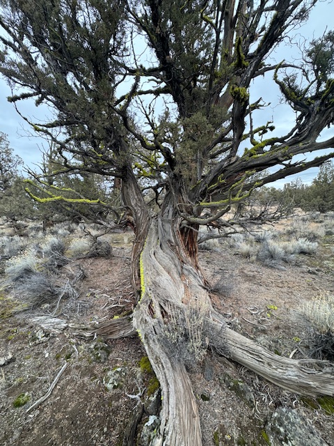 Wisdom of Ancient Western Junipers – Kingfisher Journey- Marina Richie
