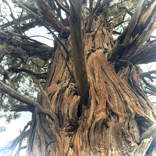 Wisdom of Ancient Western Junipers – Kingfisher Journey- Marina Richie