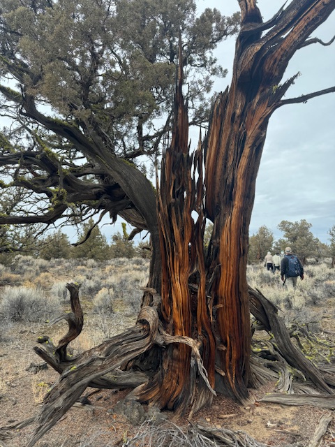 Wisdom of Ancient Western Junipers – Kingfisher Journey- Marina Richie