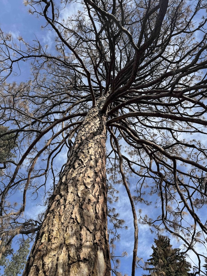 A Reverence of Crows, A Tree’s Last Stand – Kingfisher Journey- Marina ...